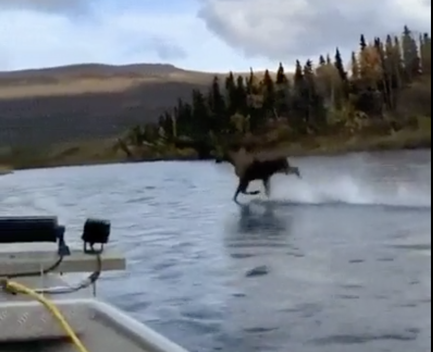 Have You Seen The "Moose Running Across a River" Video? - This is Montreal